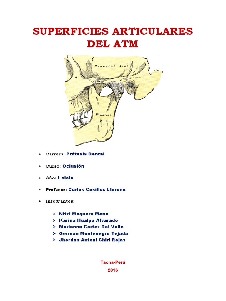 Superficies Articulares Del Atm | PDF