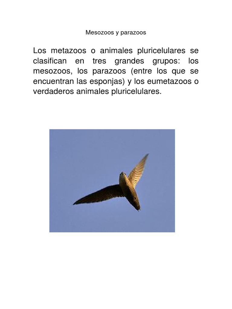Mesozoos y Parazoos | PDF | Hogar, jardinería y bricolaje | Ciencia y ...