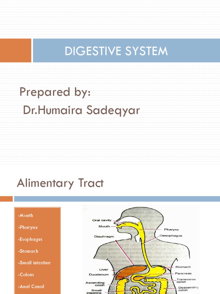 Digestive System-Presentation PDF | Download Free PDF ...