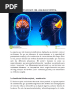 Lobulo de La Insula | PDF | Corteza Insular | Lóbulo temporal