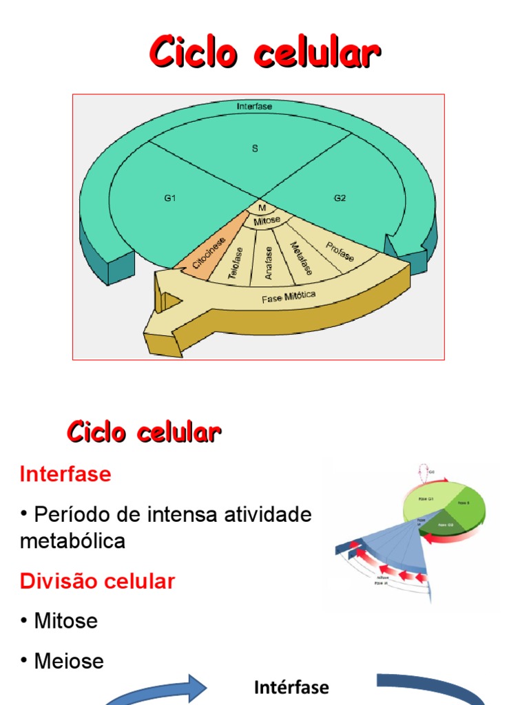 Aula Divisão Celular Mitose E Meiose Pdf Meiose Mitose