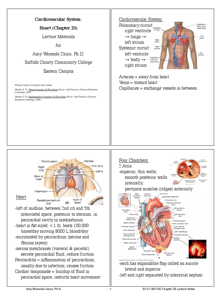 Cardiovascular System:! Heart (Chapter 20) !: Amy Warenda Czura, Ph.D ...
