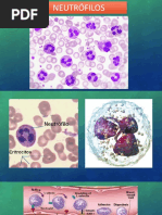 Retortamonas intestinalis: Protozoo Intestinal | PDF | Biología | Medicina