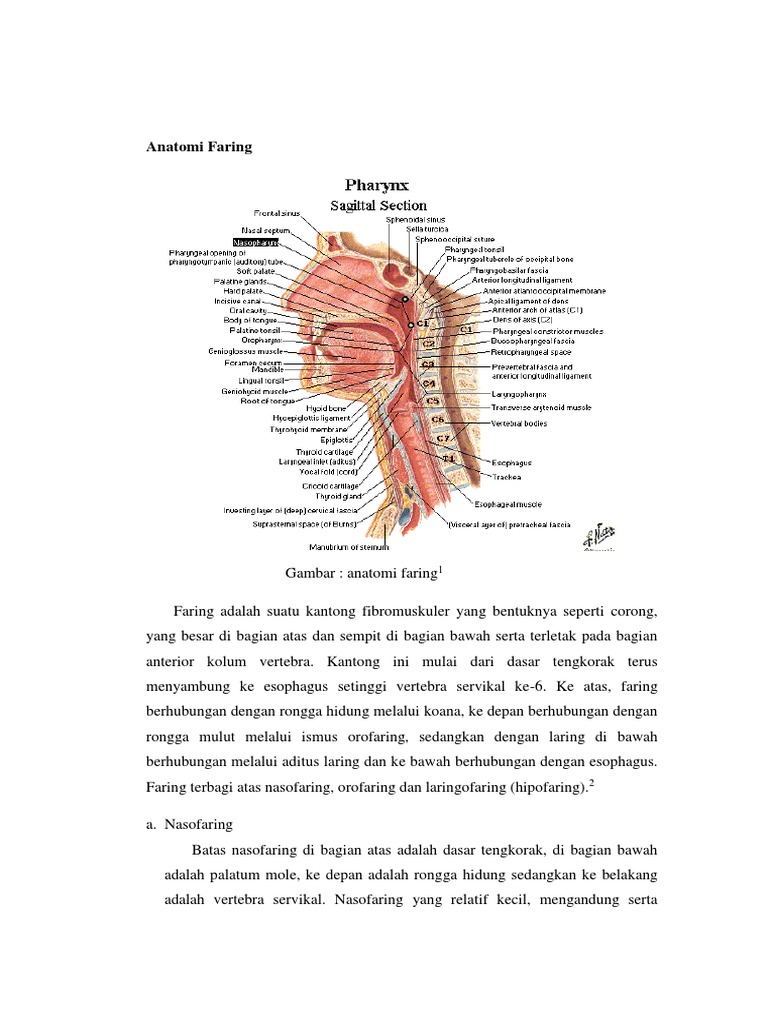 Pengantar Anatomi Faring | PDF | Seni & Disiplin Bahasa | Kajian Bahasa ...