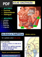 Arco de Riolano | PDF | Tinción | Anatomía