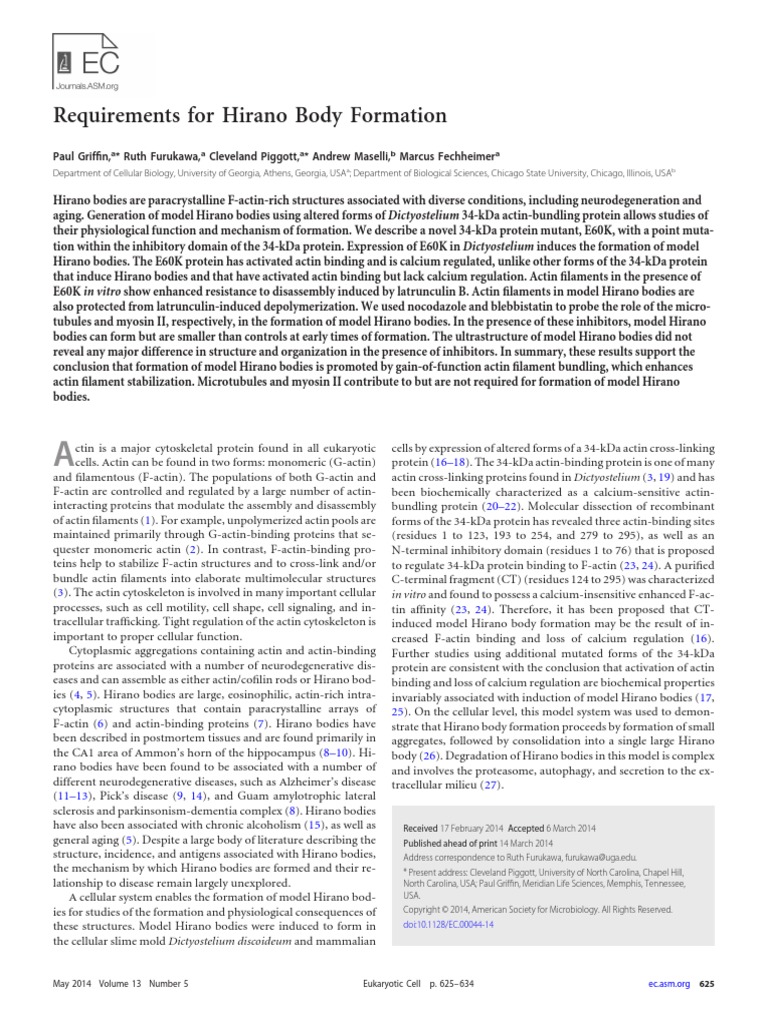 Hirano Bodies | PDF | Actin | Cytoskeleton