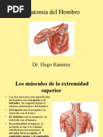 Anatomía de la Región Deltoidea | PDF | Hombro | Articulaciones