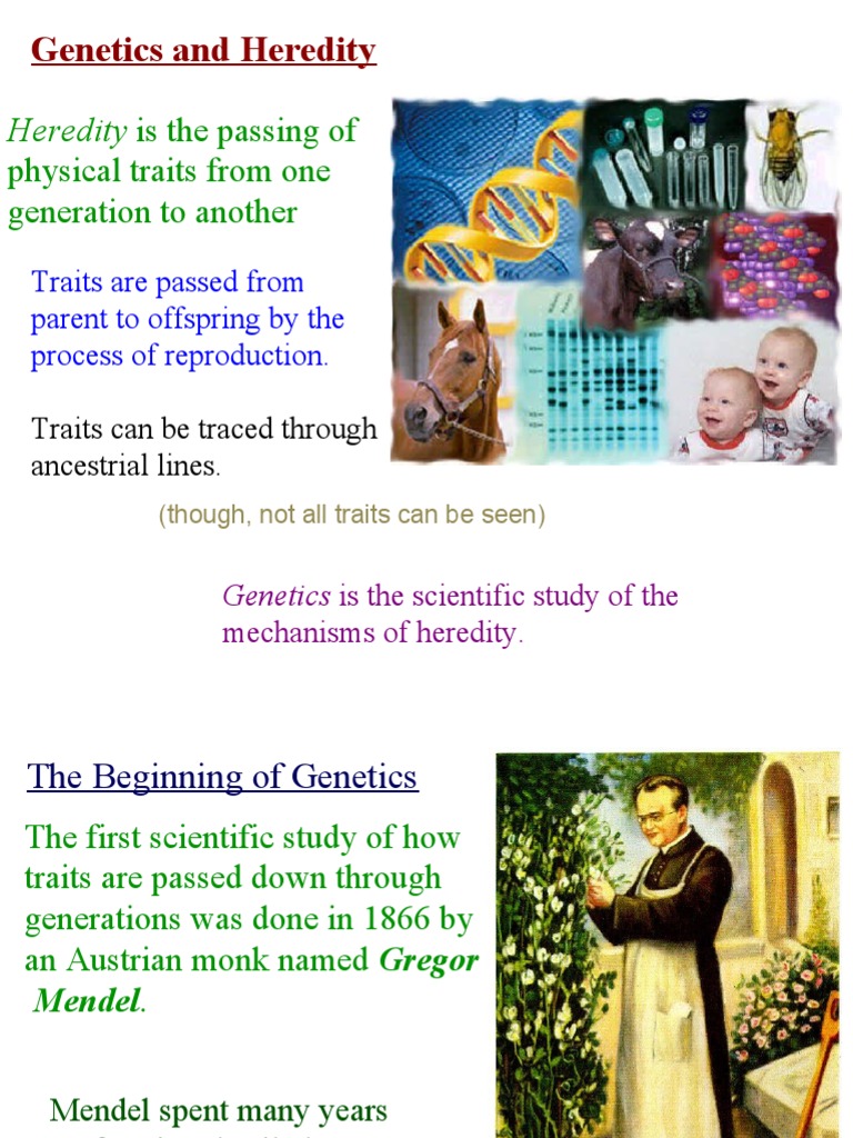 Genetics and Heredity Notes | PDF | Biology | Heredity