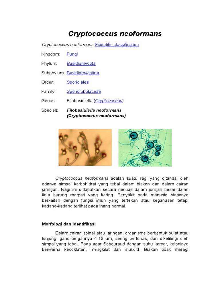 Cryptococcus Neoformans | PDF | Pengembangan Diri