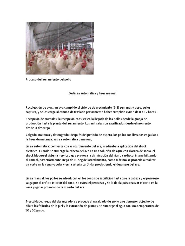 Proceso de Faenamiento Del Pollo | PDF | Aves | Medicina