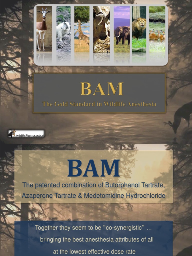 BAM: A Versatile Wildlife Anesthetic Combination | PDF | Deer | Drugs