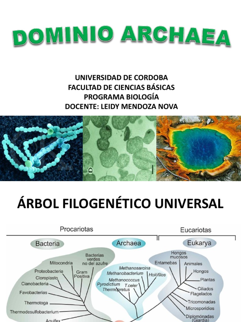 Dominio Archaea (1) | Archaea | Química