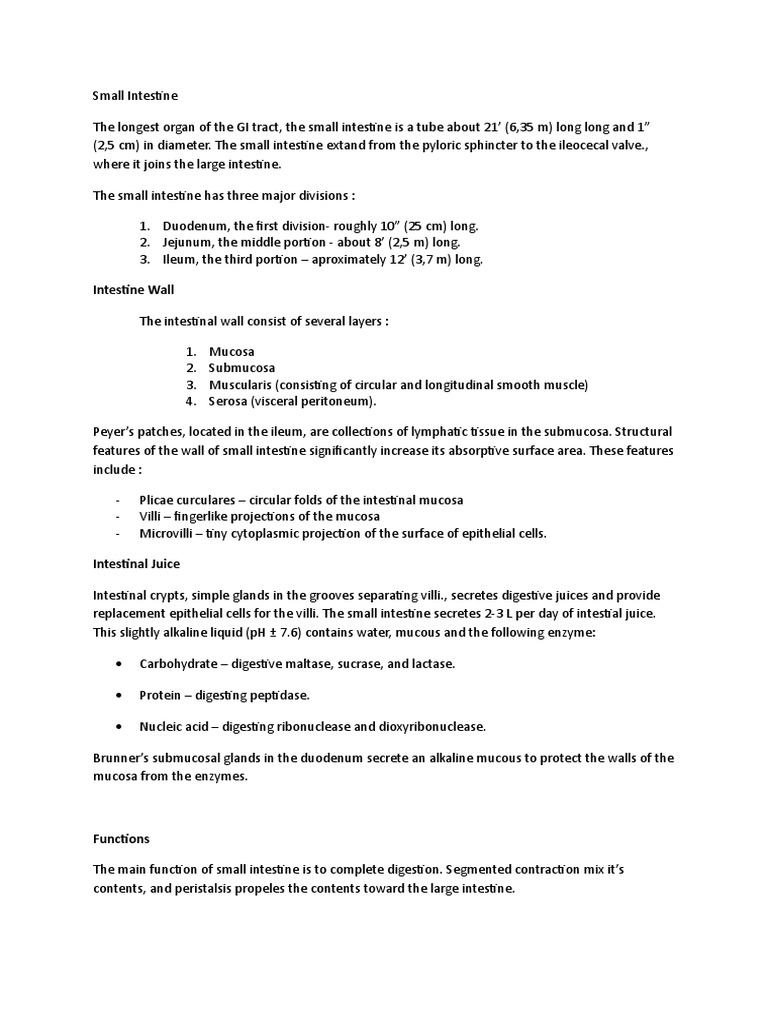 Small Intestine | PDF | Small Intestine | Gastrointestinal Tract