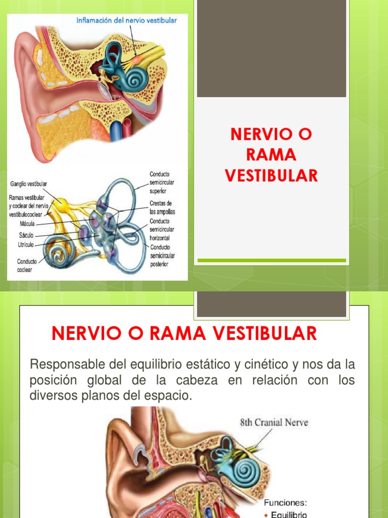 Nervio o Rama Vestibular Del 8vo Par | PDF | Nervio | Anatomia animal