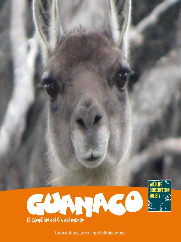 El Guanaco: Camélido Andino y Su Hábitat | PDF | Rumiante | Puma