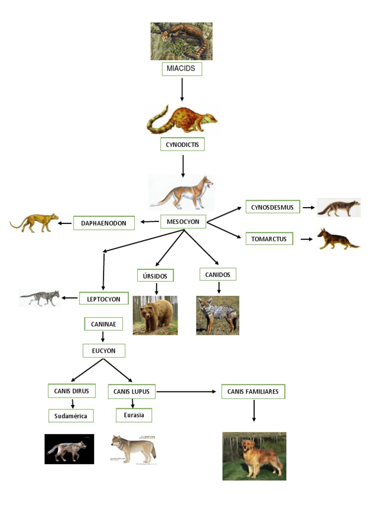 esquema origen y evolucion del perro.pdf