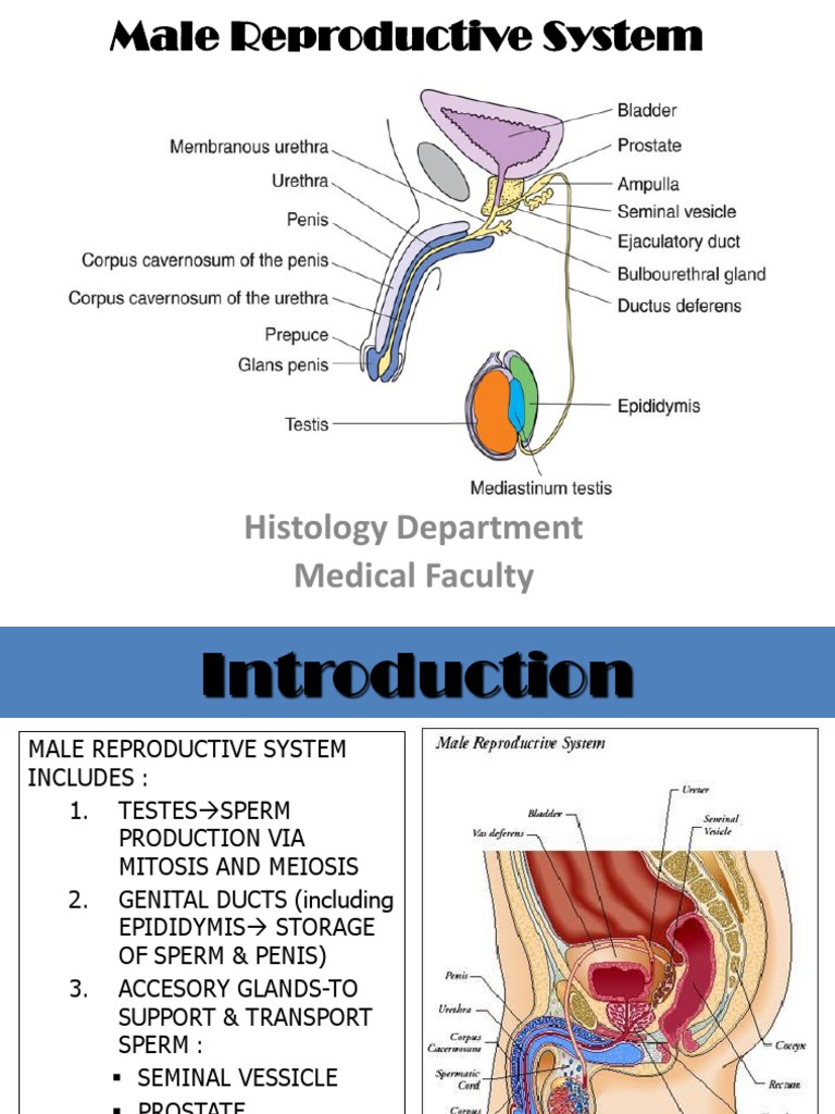 (K4) Male Reproductive System | PDF | Prostate | Testicle