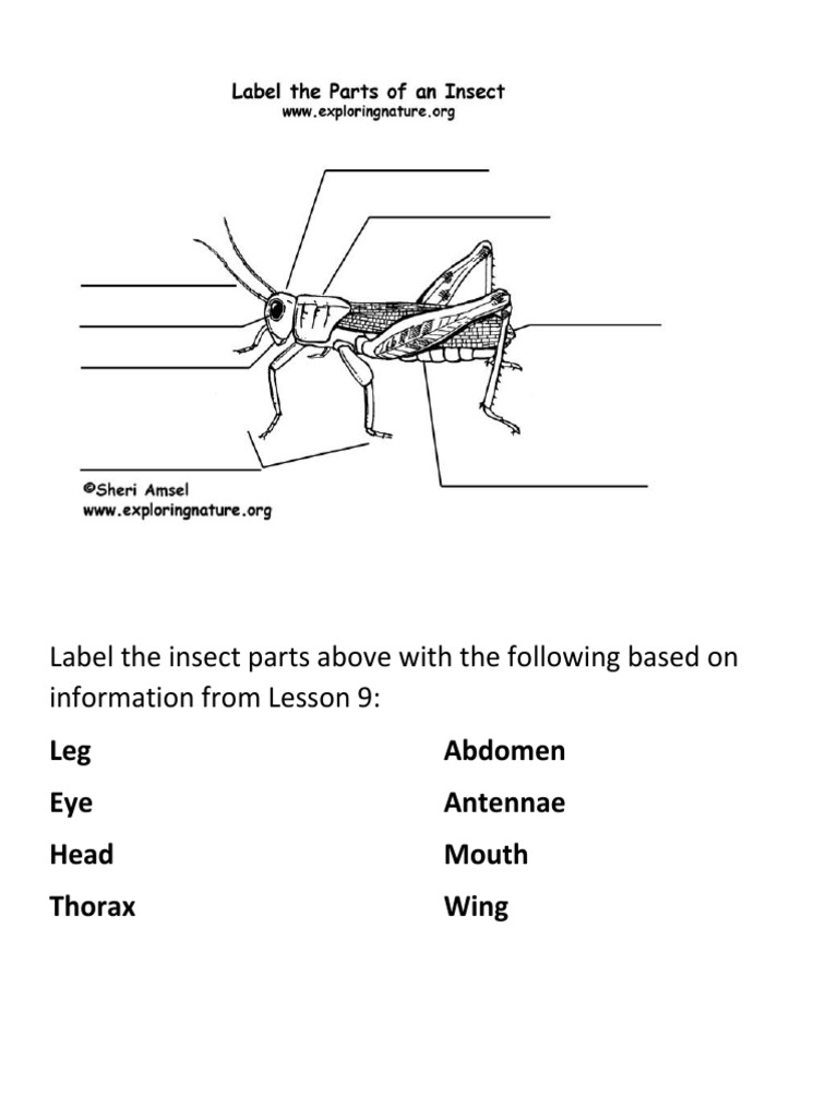 Insect Parts Identification Guide | PDF