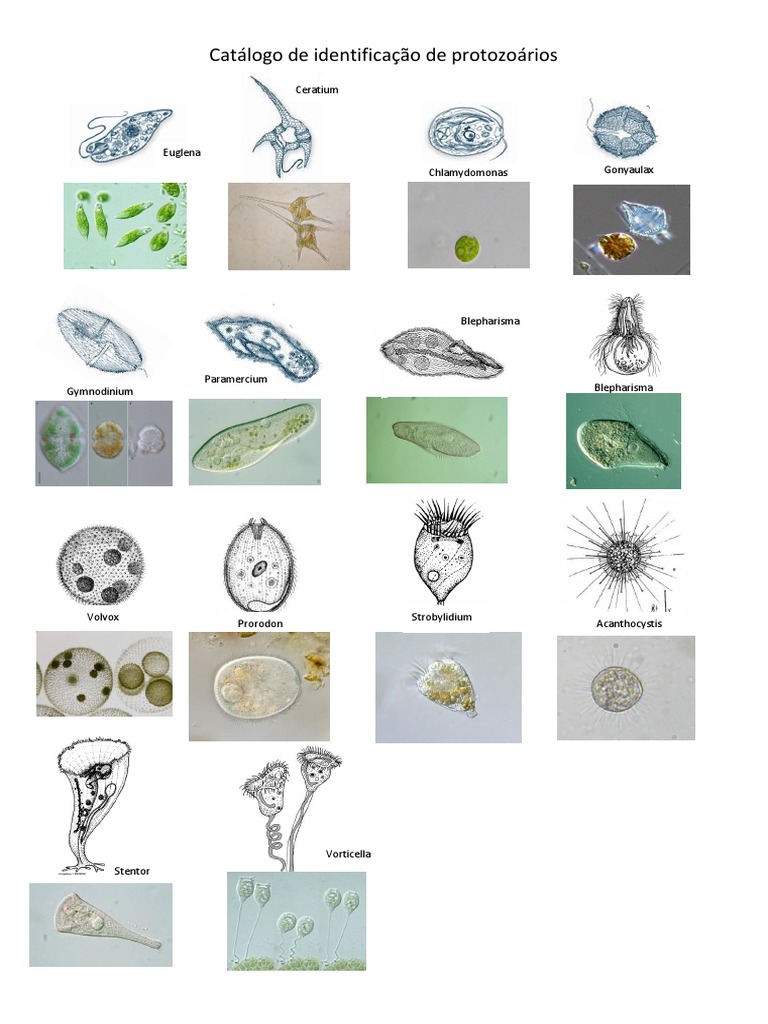 Catálogo de Protozoários Identificados | PDF