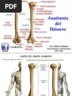 Términos de Lateralidad en Anatomía | PDF | Términos anatómicos de ...