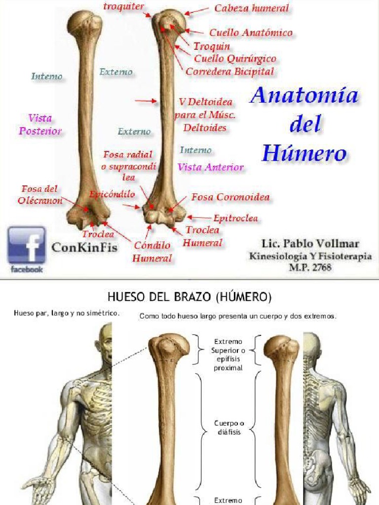 ASE - Anatomia Del Humero | PDF