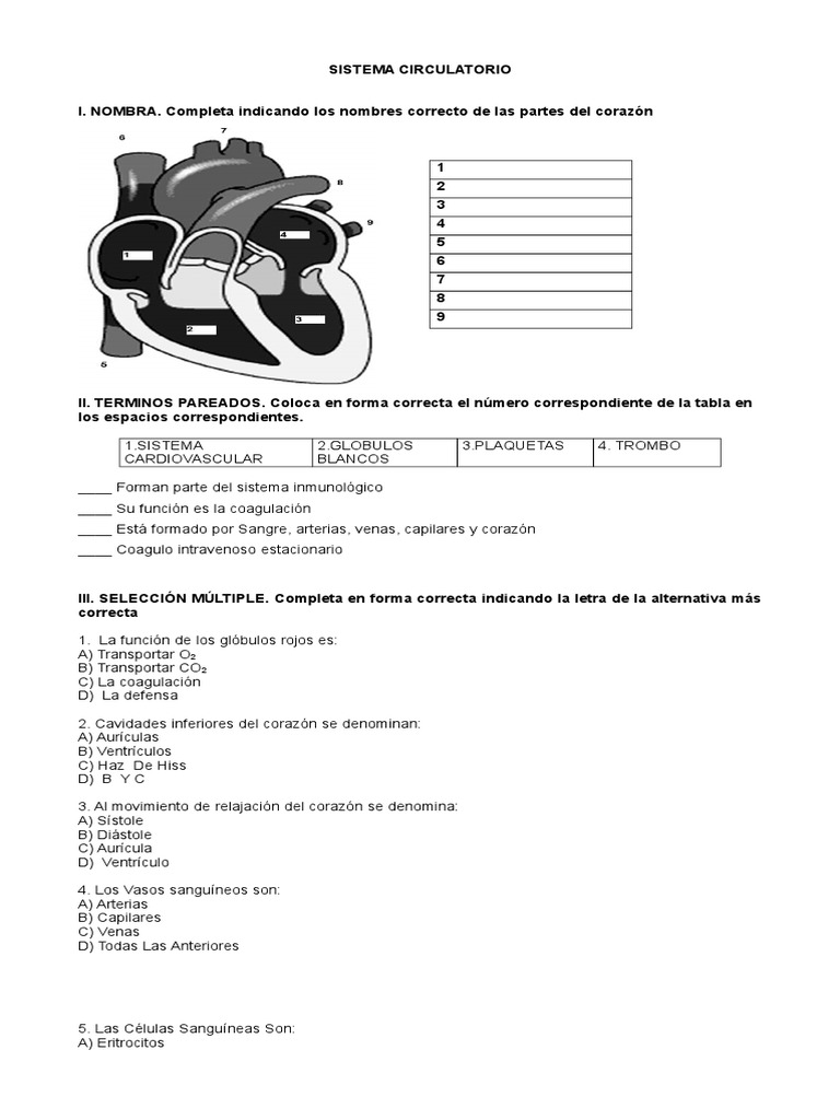 Guía Sistema Circulatorio | Sistema circulatorio | Sangre | Prueba ...