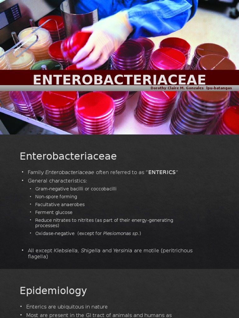 Enterobacteriaceae | PDF | Salmonella | Escherichia Coli