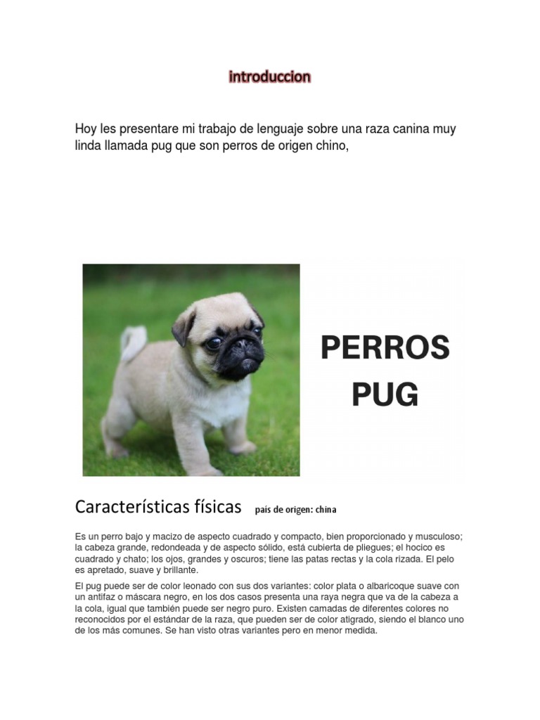 Perro Pug | PDF