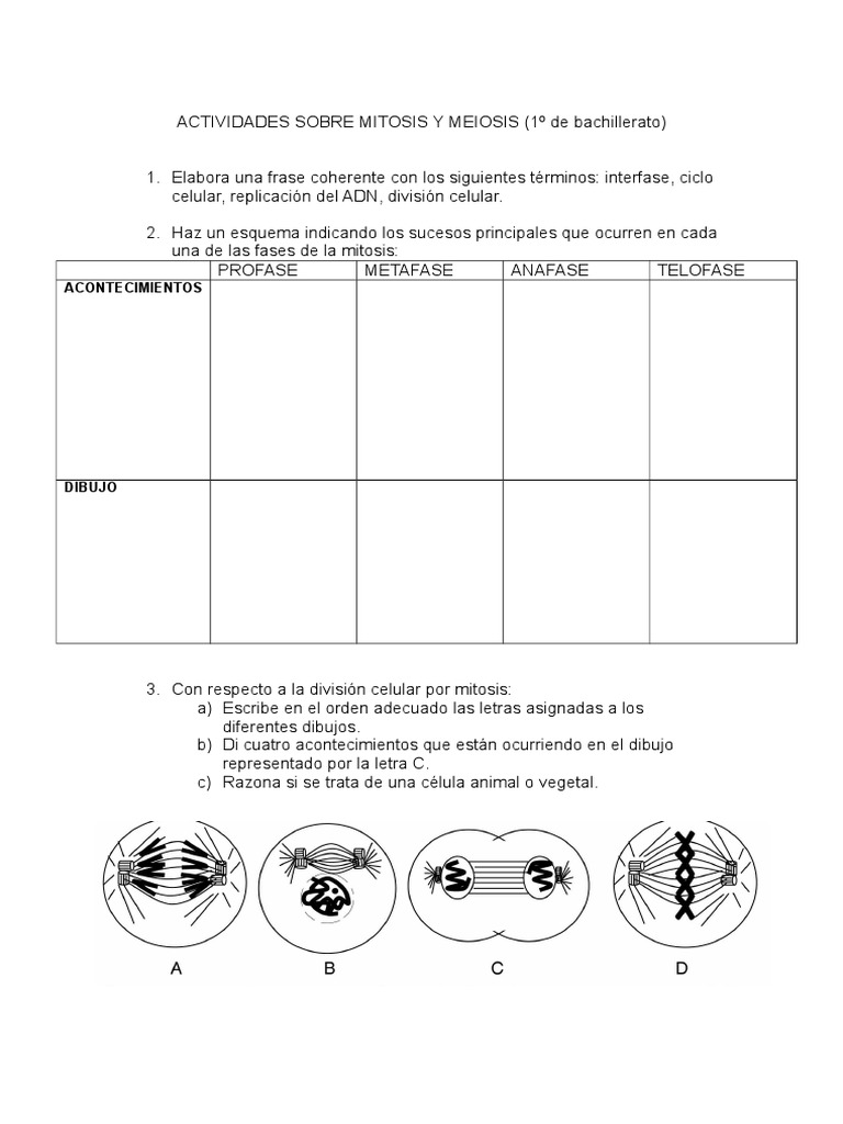 actividades-mitosis-y-meiosis.doc