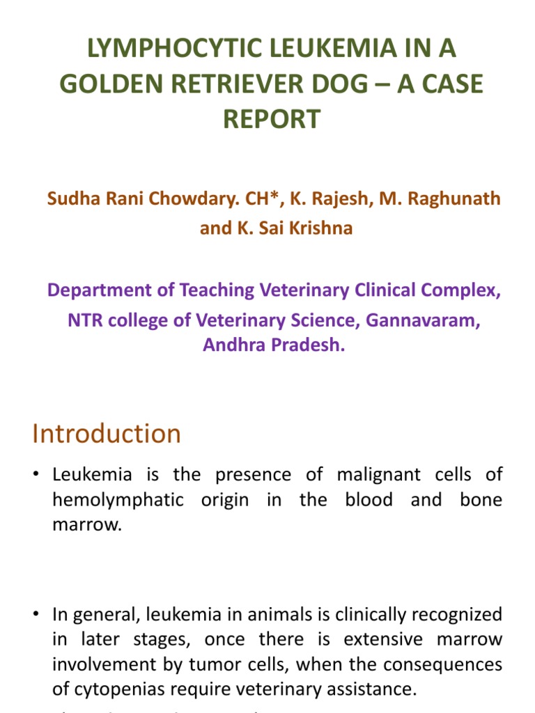 Lymphocytic Leukemia in A Golden Retriever Dog - A Case | PDF ...