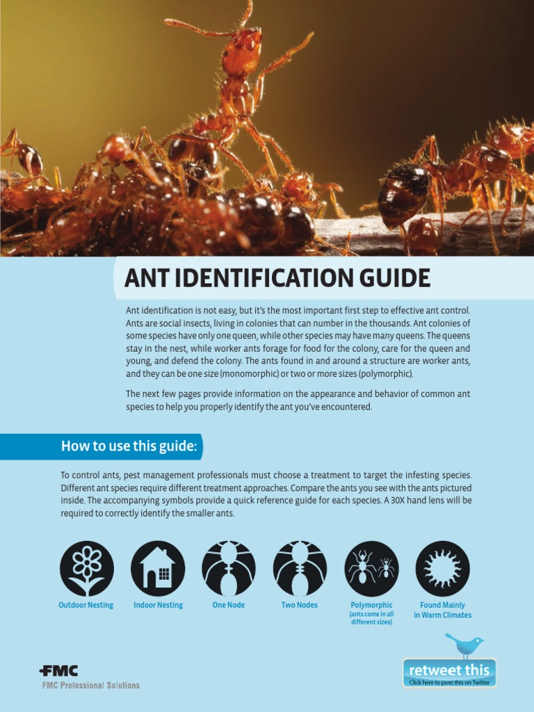 Fmc Ant Id Brochure_retweet | Ant | Insecticide
