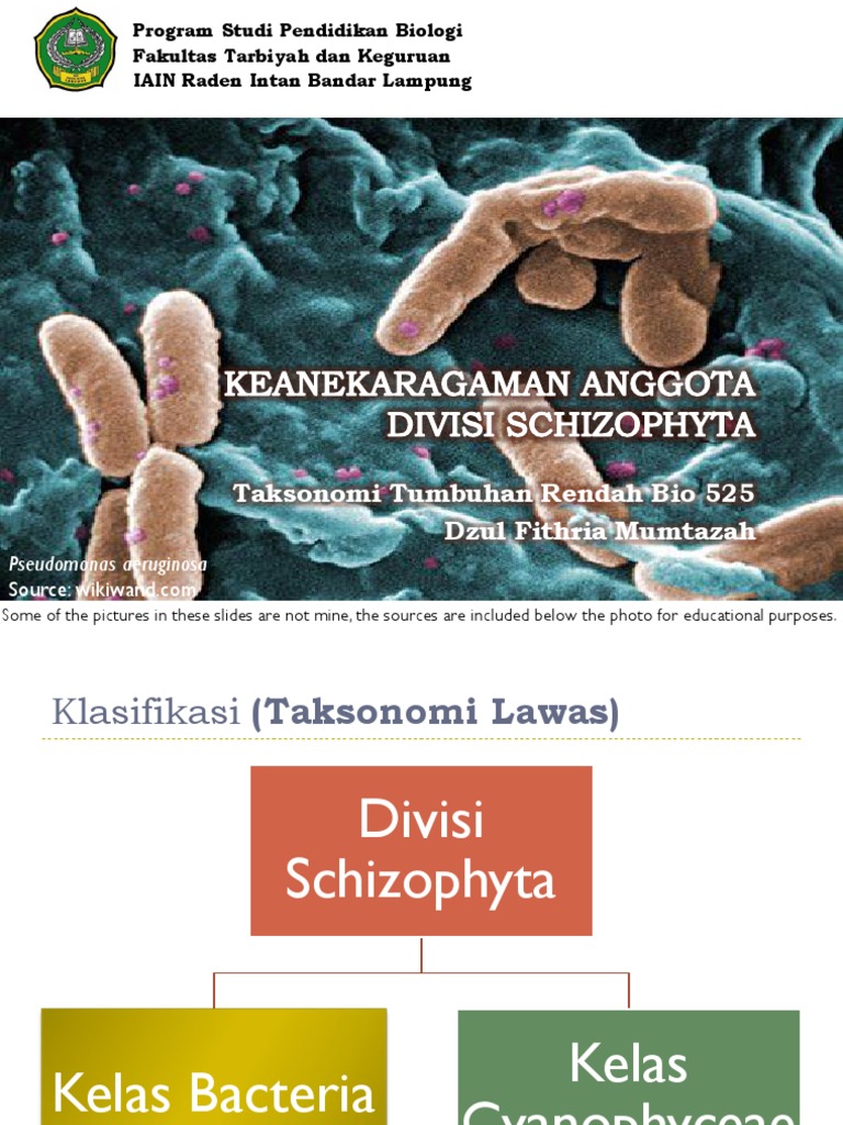 Keanekaragaman Schizophyta | PDF