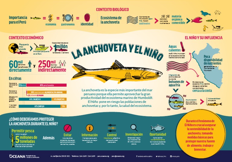 Anchoveta VS Fenomeno Del Niño | PDF | Pesquería | El niño