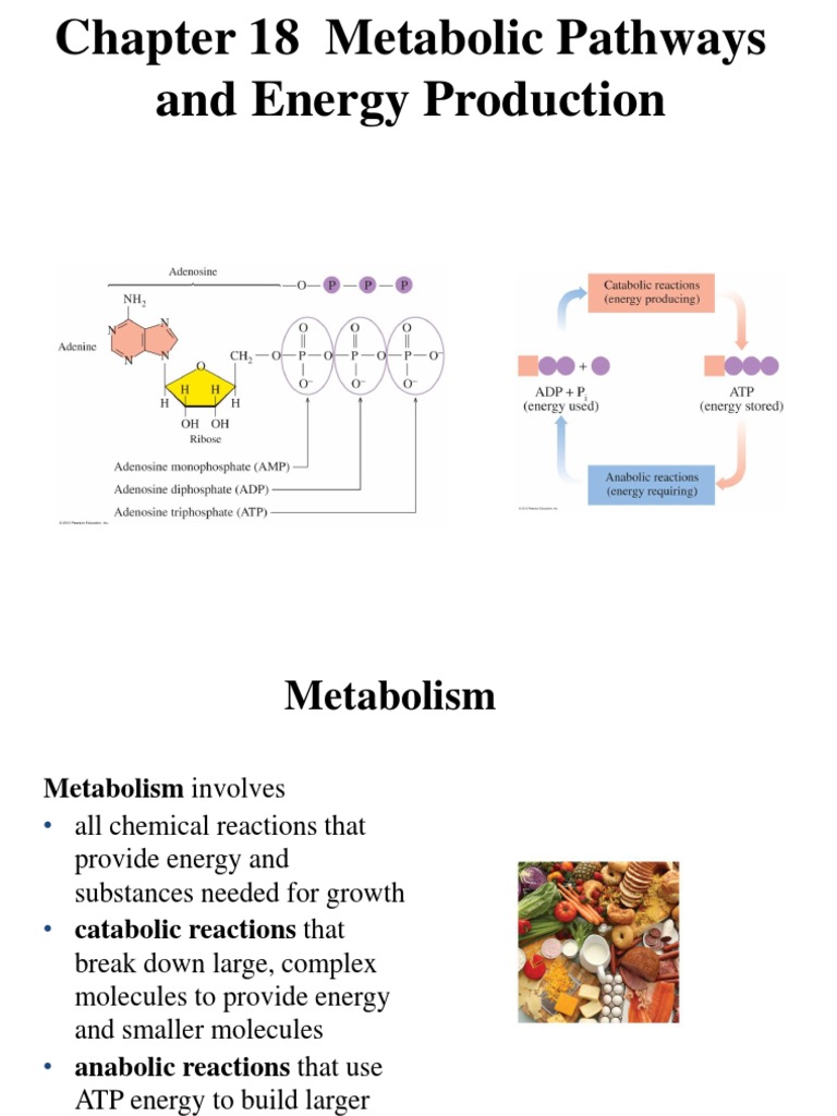 Chapter 18 Metabolic Pathways | PDF | Adenosine Triphosphate | Citric ...
