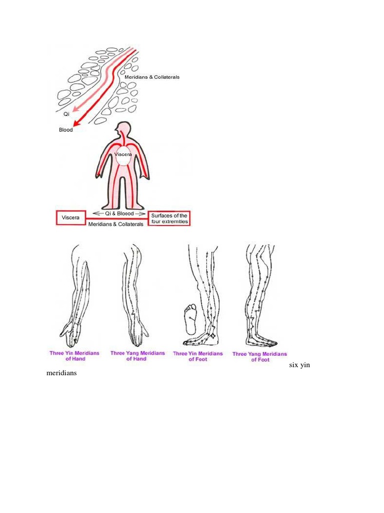 circulation of qi.docx | Traditional Chinese Medicine | Asian ...