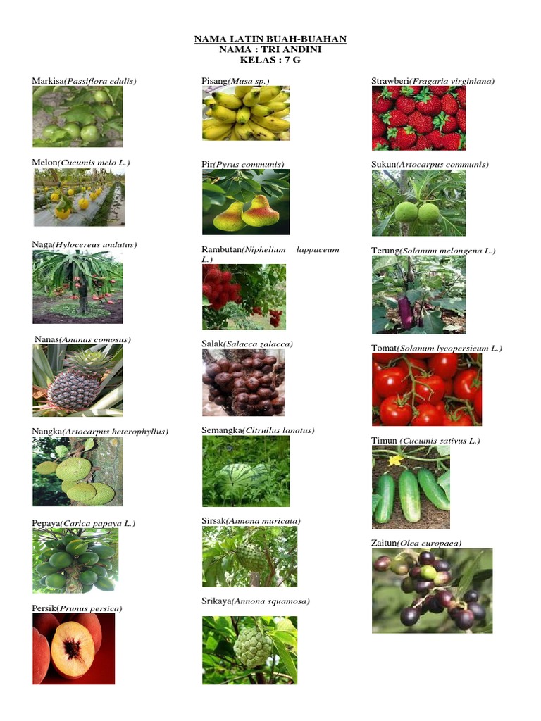 Nama Latin Buah | PDF