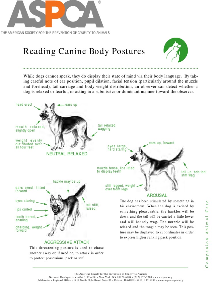 Understanding Dog Body Language | PDF | Animals And Humans ...
