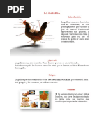 Partes de Una Gallina y Sus Funciones | PDF | Pollo | Pluma