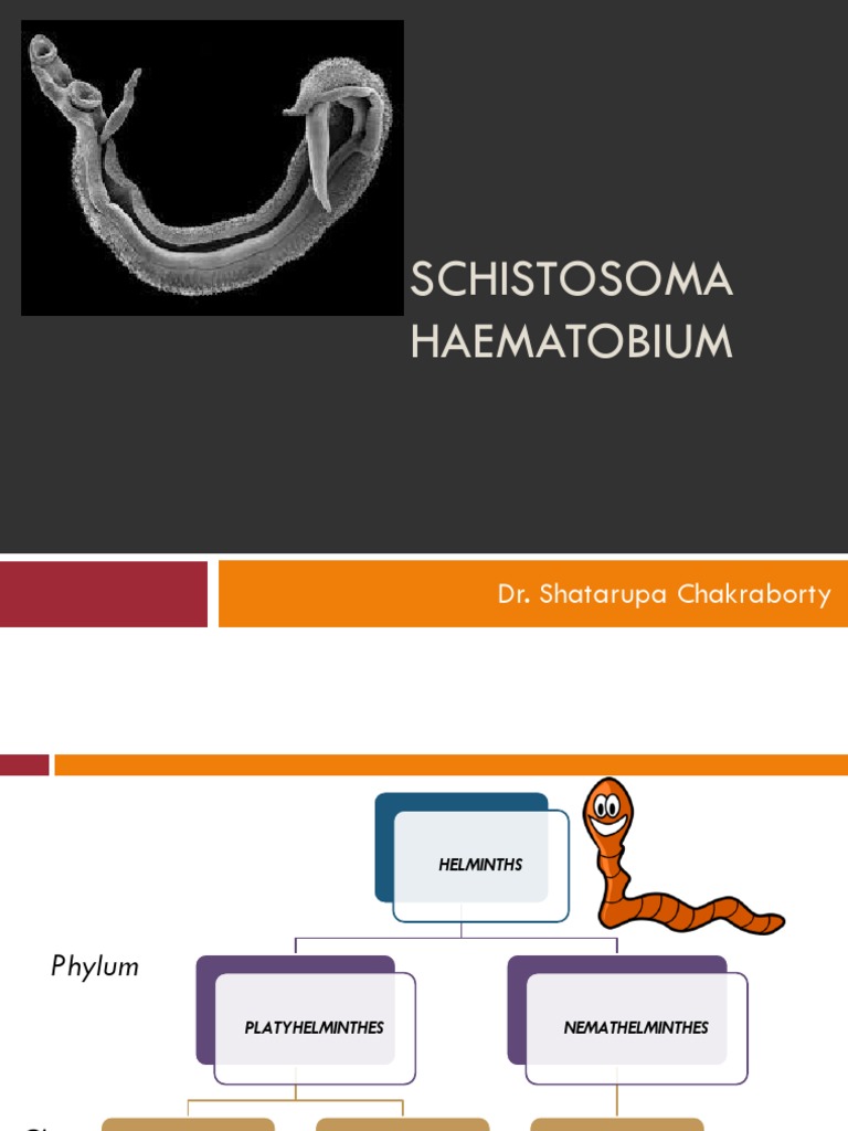 Schistosoma haematobium Infection | PDF | Medical Specialties ...