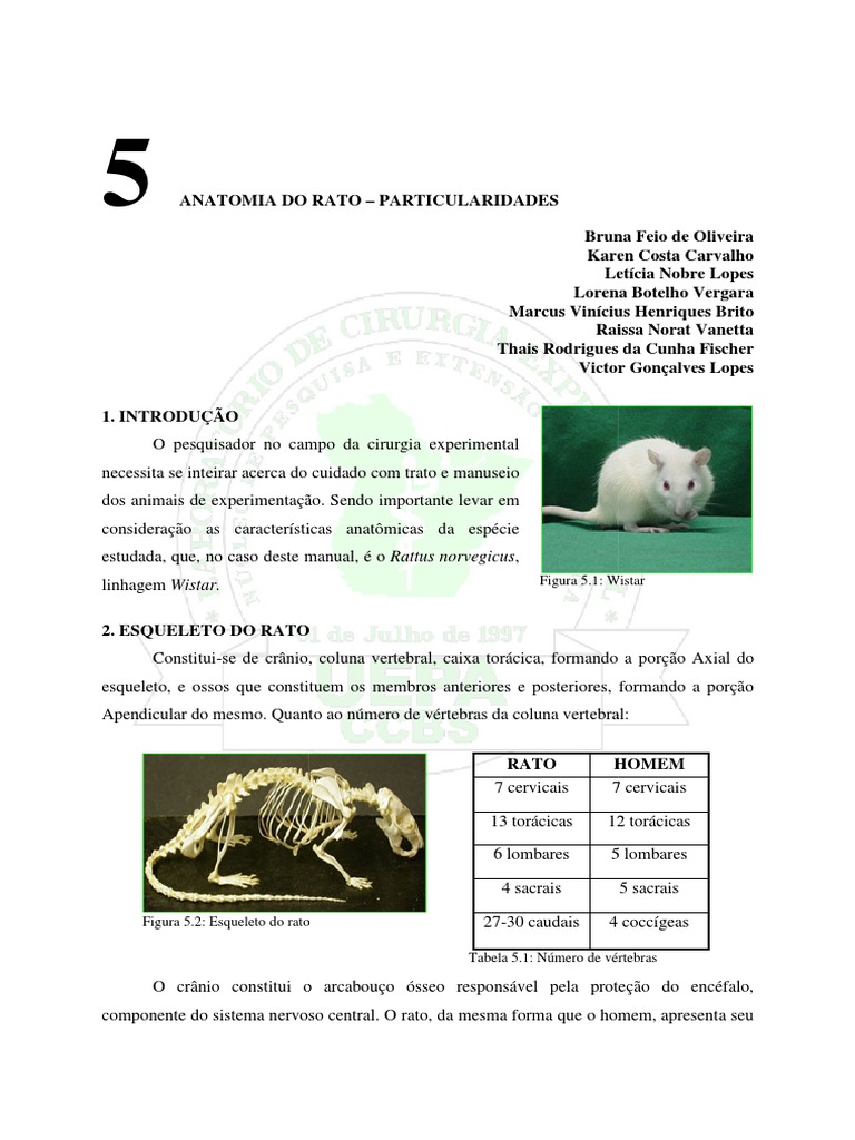 Anatomia do Rato: Estruturas e Funções | PDF | Rim | Coração