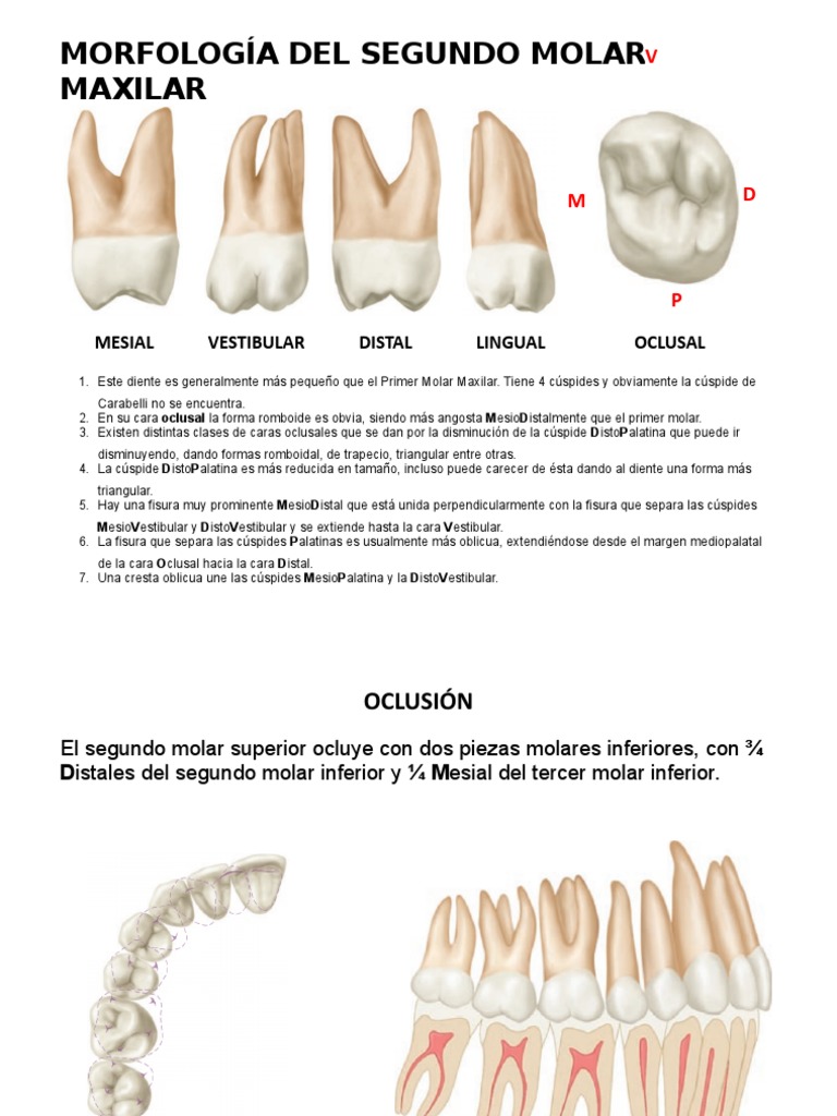 SEGUNDO MOLAR MAXILAR.docx