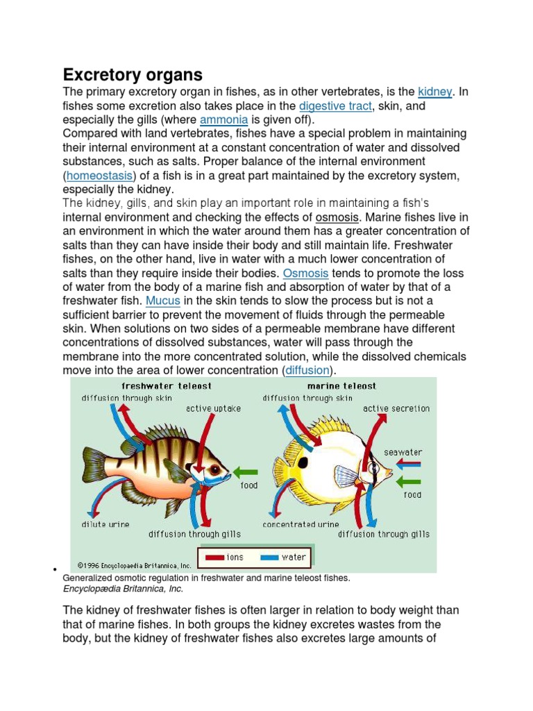 Excretory Organs | Fish | Gill | Free 30-day Trial | Scribd
