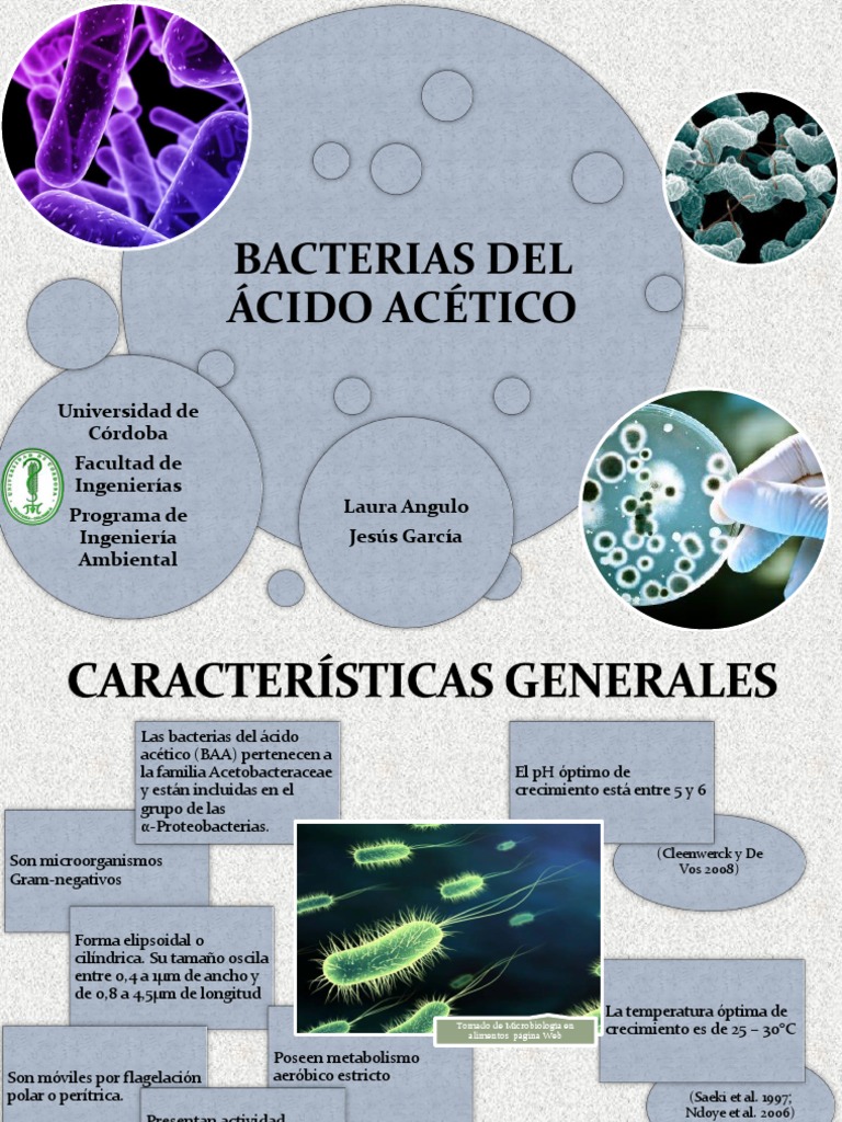 Bacterias Del Ácido Acético | Metabolismo | Fermentación