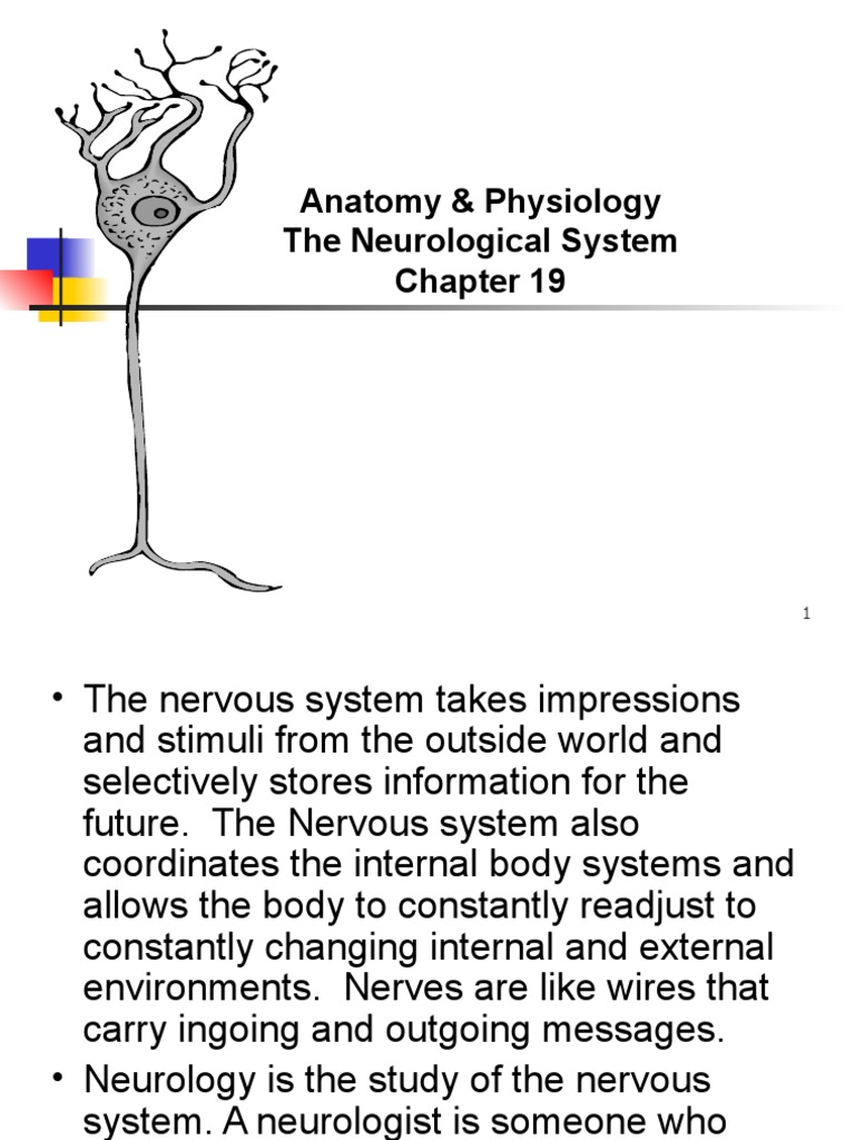 Anatomy and Physiology Chapter 19 Neurological System | Neuron | Action ...