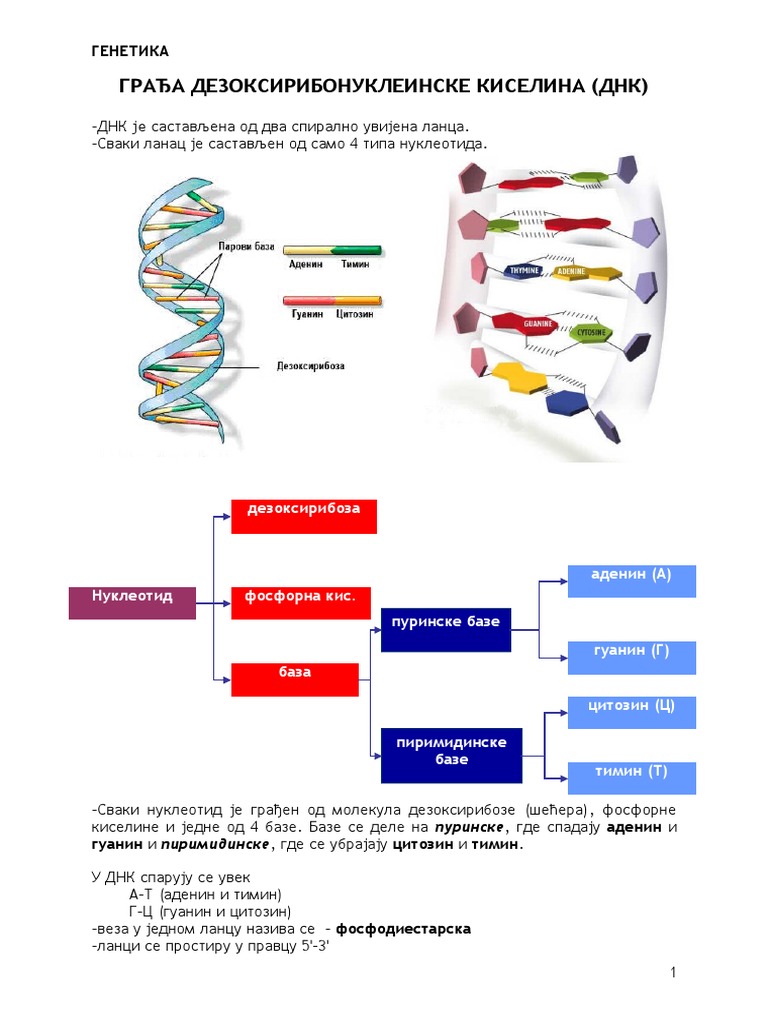 Skripta Genetika | PDF