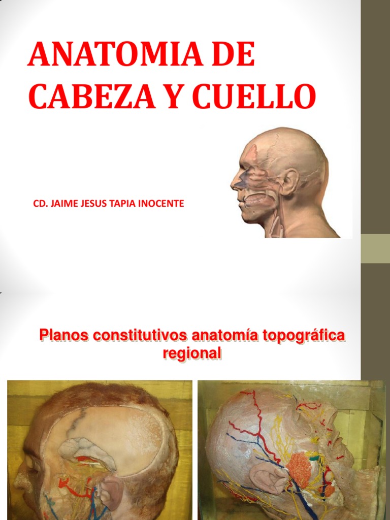 Anatomia De Cabeza Y Cuello Pdf Cráneo Cuerpo Humano