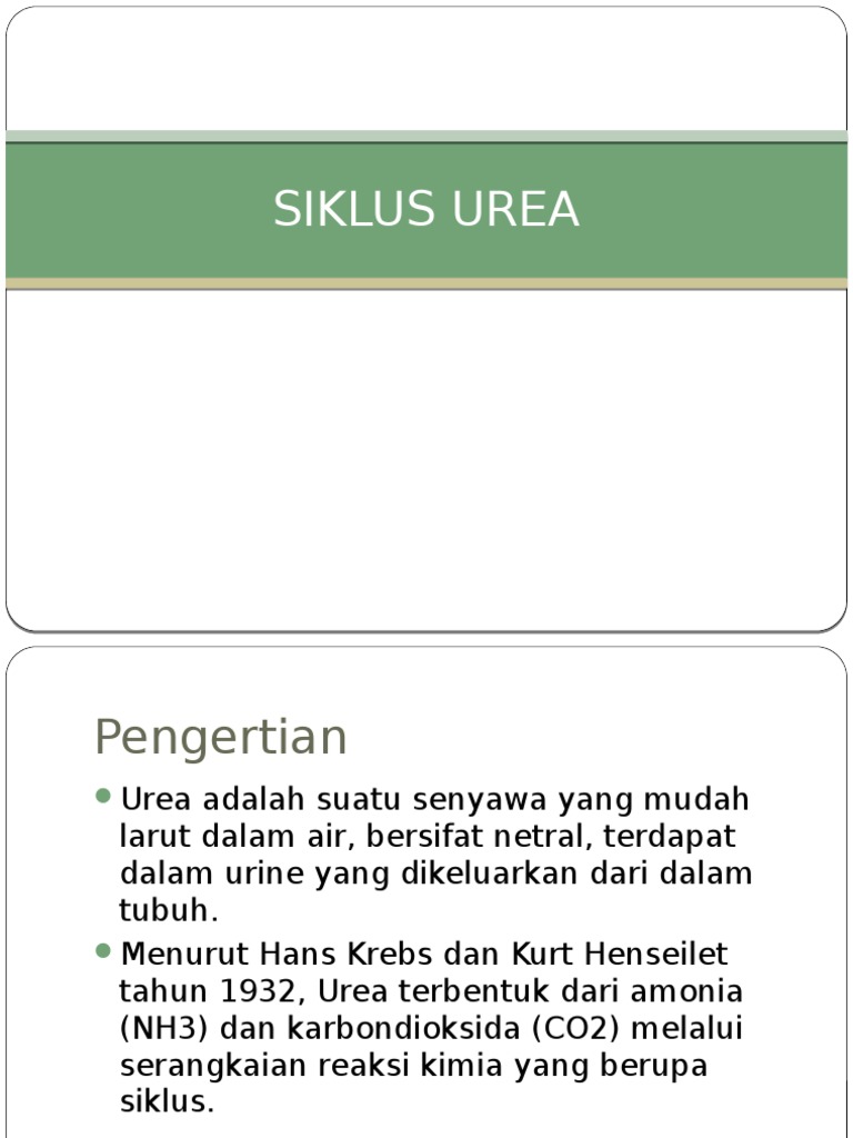 Siklus Urea | PDF