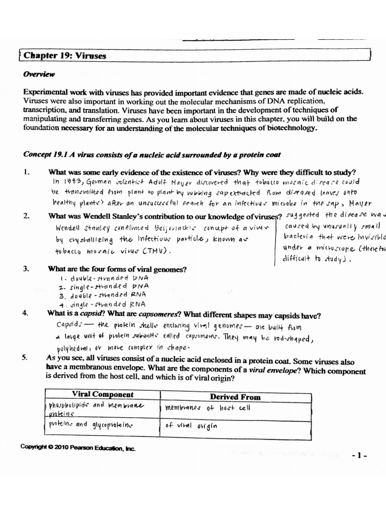 Chapter 19 Textbook KEY | PDF