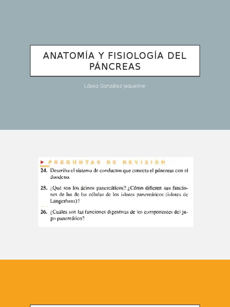 Anatomía y Función del Páncreas | PDF | Páncreas | Órgano (anatomía)