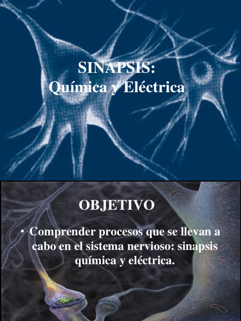 Sinapsis | PDF | Sinapsis | Neurona